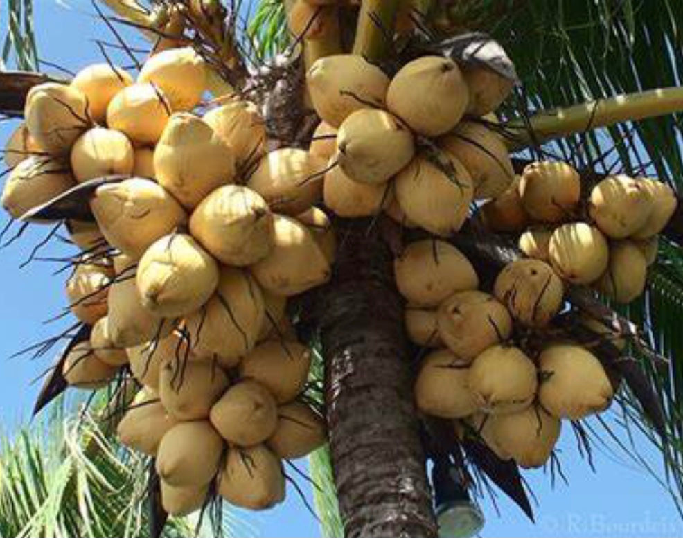 COCONUT: A SUPER FOOD FOR YOUR DOG – Tedandco.com
