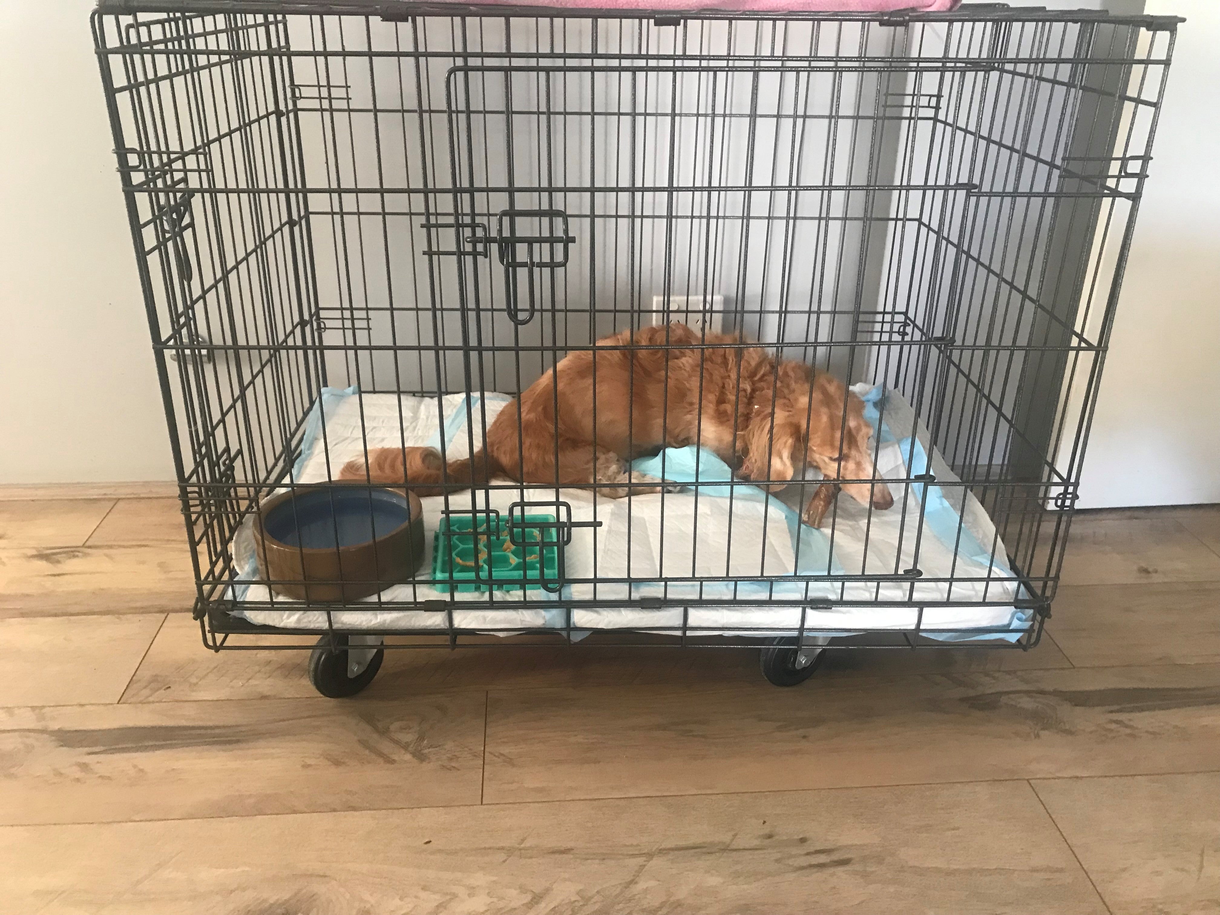 WHAT IS IVDD? – Tedandco.com