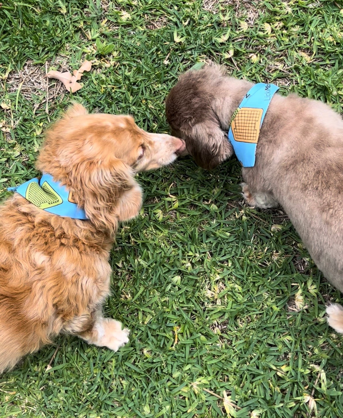 5 SIGNS TO LOOK FOR IN IVDD – Tedandco.com